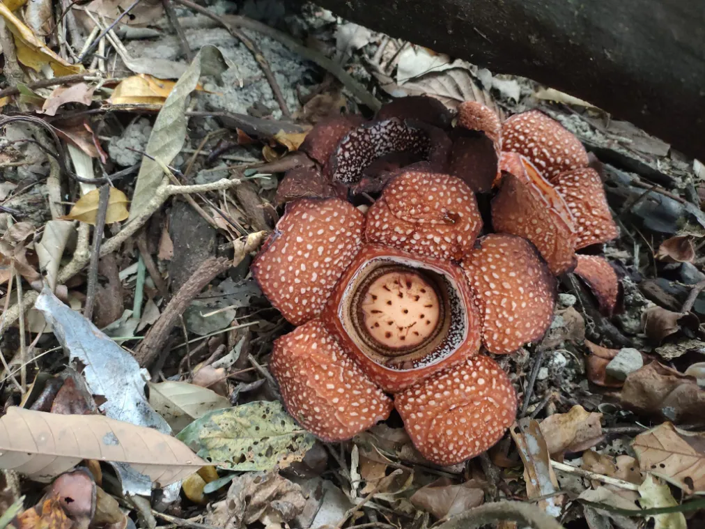 Exploring Parasitic Plants with Top Botanists – Discover Rafflesia with ...